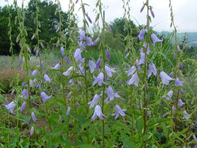 ADENOPHORA ‘HEMELSTRALING’ une plante vivace du Jardin du Morvan, la ...
