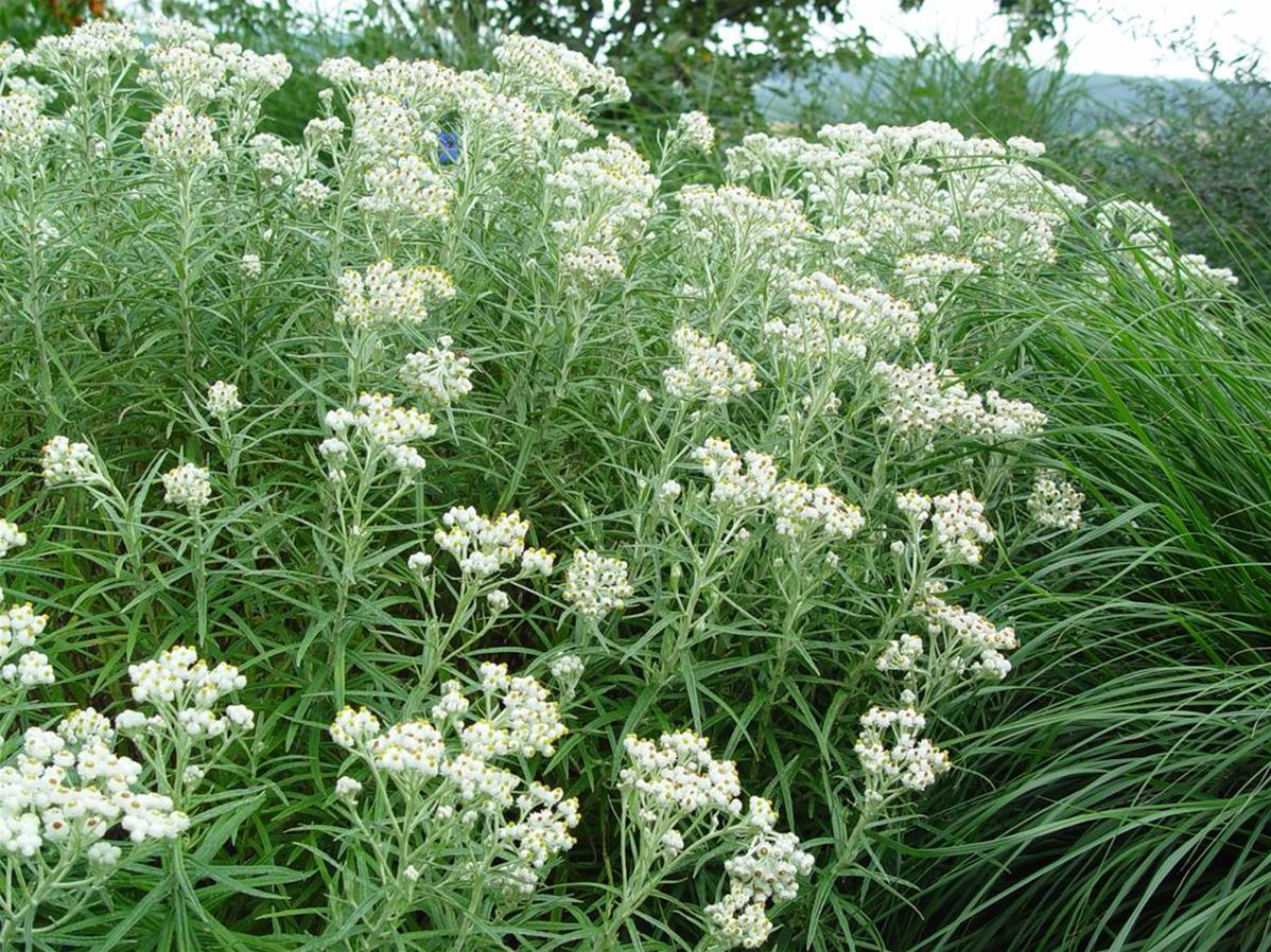 ANAPHALIS MARGARITACEA une plante vivace du Jardin du Morvan, la ...