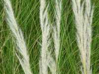 STIPA ICHU une plante vivace du Jardin du Morvan, la pépinière de ...