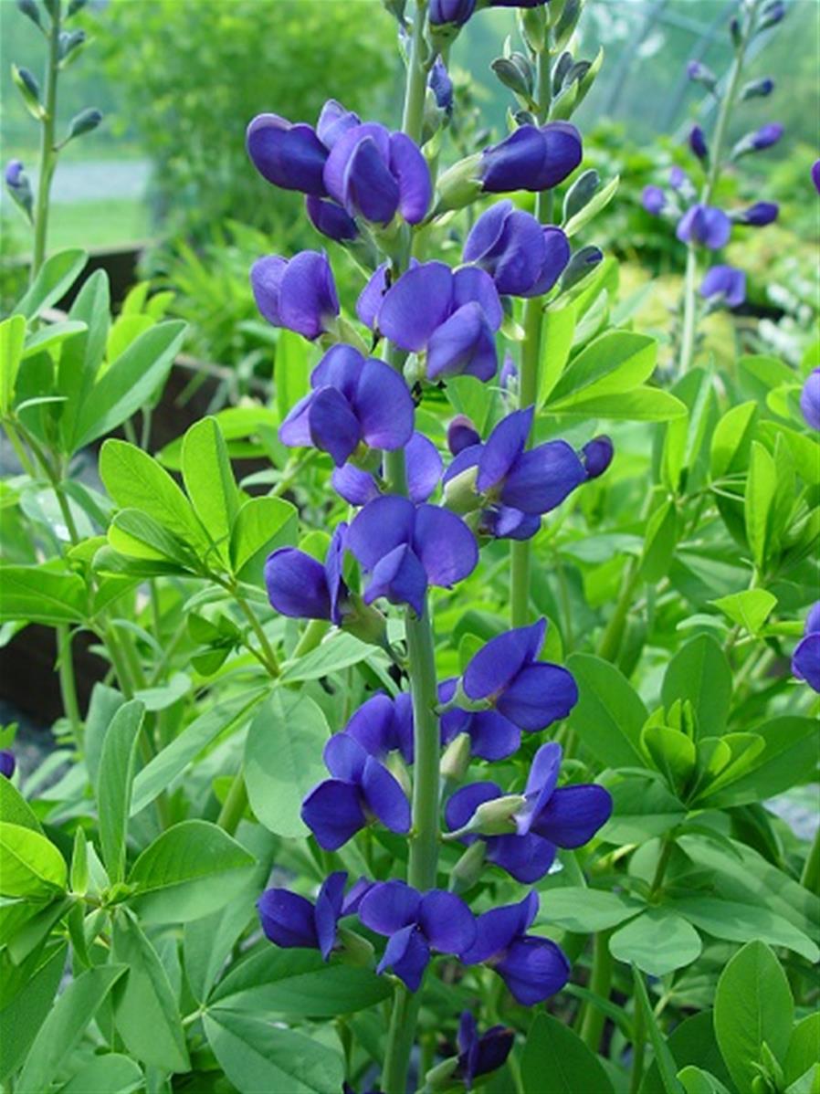 BAPTISIA AUSTRALIS une plante vivace du Jardin du morvan, la pépinière ...