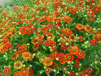HELENIUM 'FLAMMENDES KÄTHCHEN' une plante vivace du Jardin du morvan ...