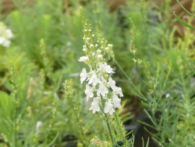 LINARIA PURPUREA ‘SPRINGSIDE WHITE’ du Jardin du Morvan de Thierry DENIS