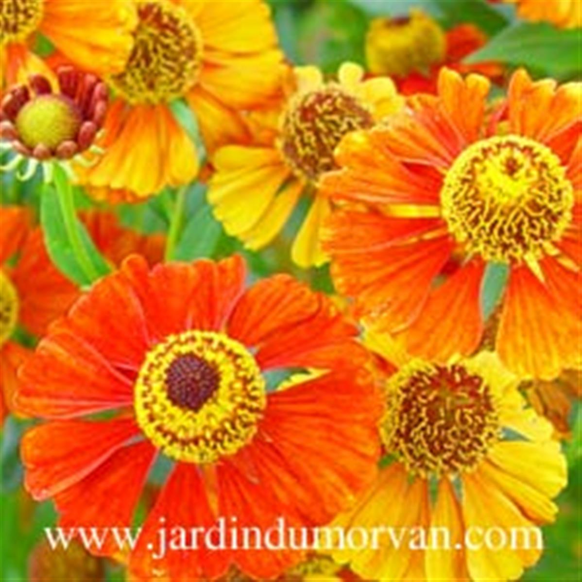HELENIUM 'FLAMMENDES KÄTHCHEN' une plante vivace du Jardin du morvan ...