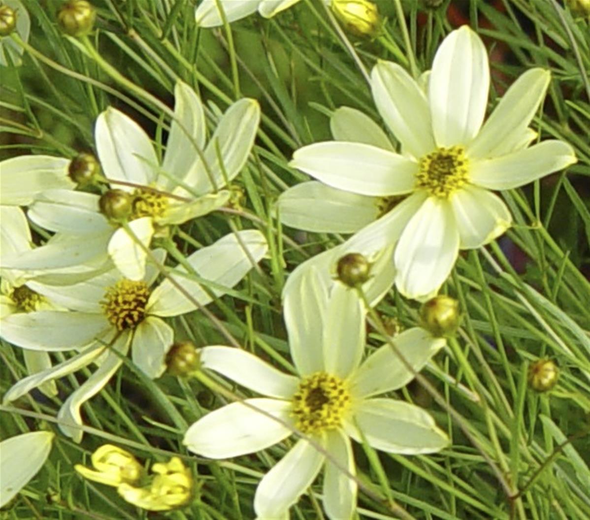 COREOPSIS VERTICILLATA 'MOONBEAM' une plante vivace du Jardin du