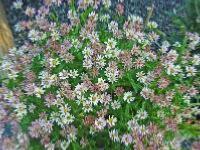 ASTER RUGULOSUS 'ASRUGO' une plante vivace du Jardin du morvan, la ...
