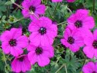 GERANIUM CINEREUM 'GIUSEPPI'