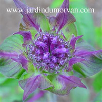 MONARDA 'SCORPION' une plante vivace du Jardin du Morvan, la pépinière ...