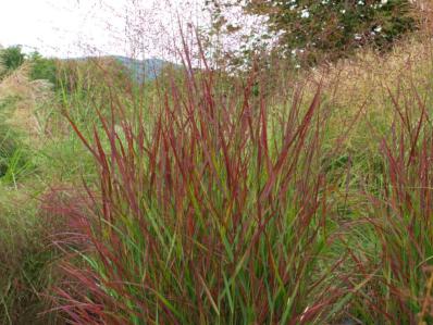 PANICUM VIRGATUM 'HANSE HERMS' une plante vivace du Jardin du morvan ...