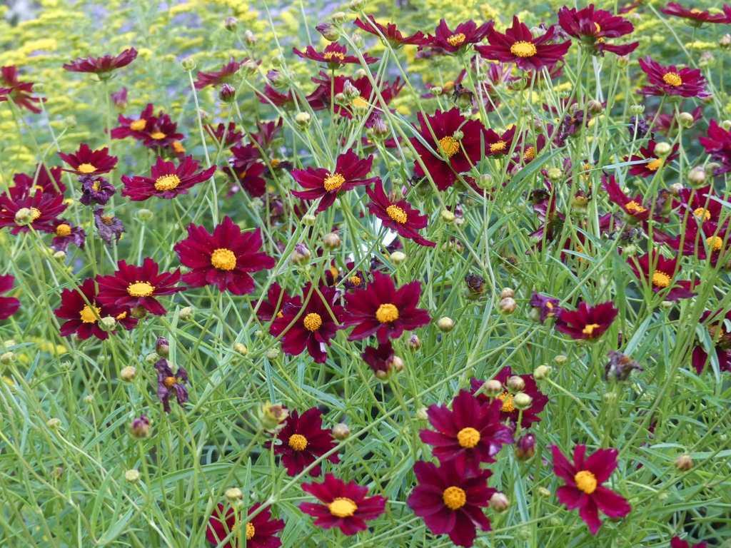 COREOPSIS ‘MERCURY RISING’ une plante vivace du Jardin du Morvan, la ...