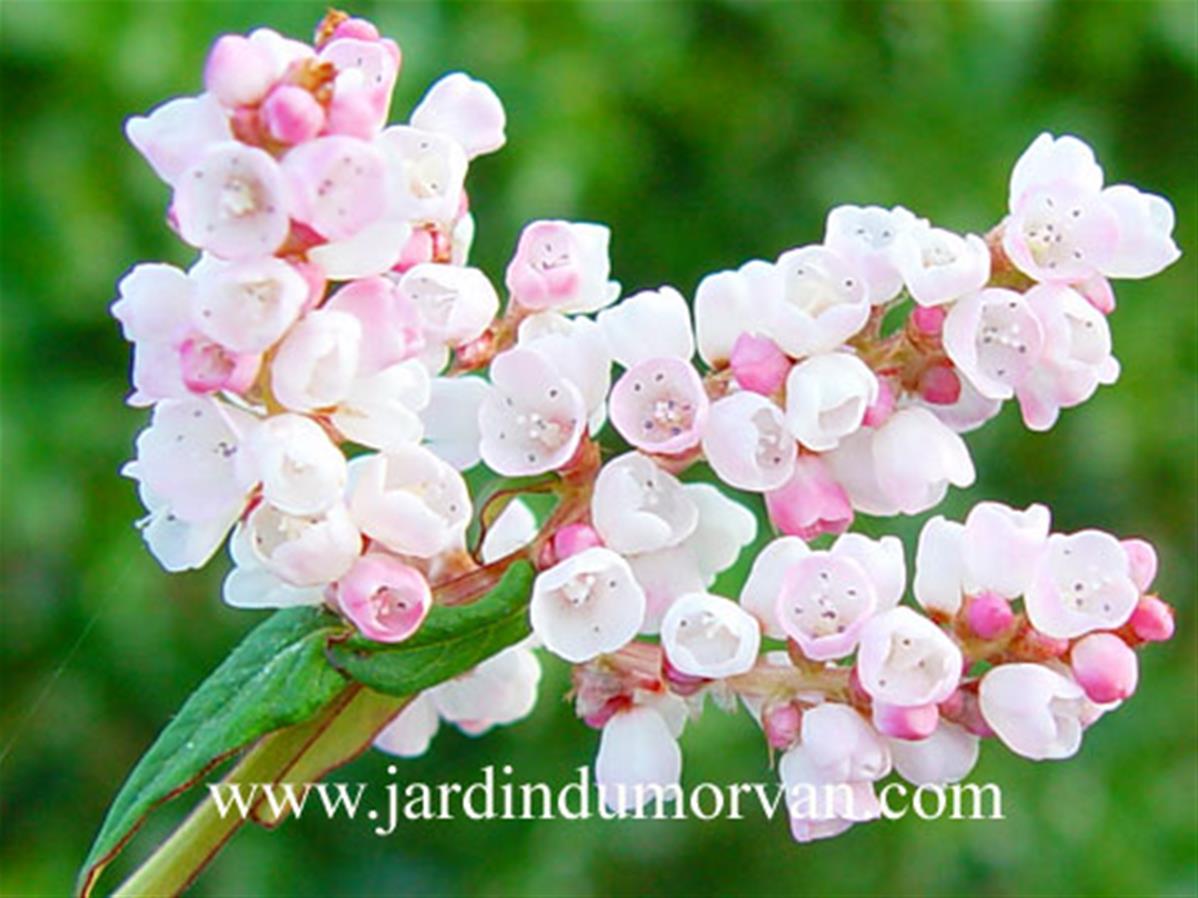 POLYGONUM CAMPANULATUM une plante vivace du Jardin du Morvan, la ...