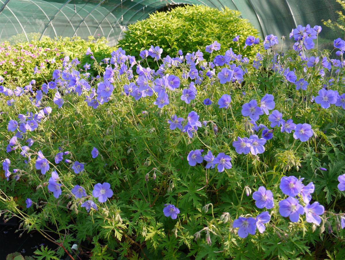 Geranium 'Brookside': un Geranium vivace du Jardin du Morvan, la ...