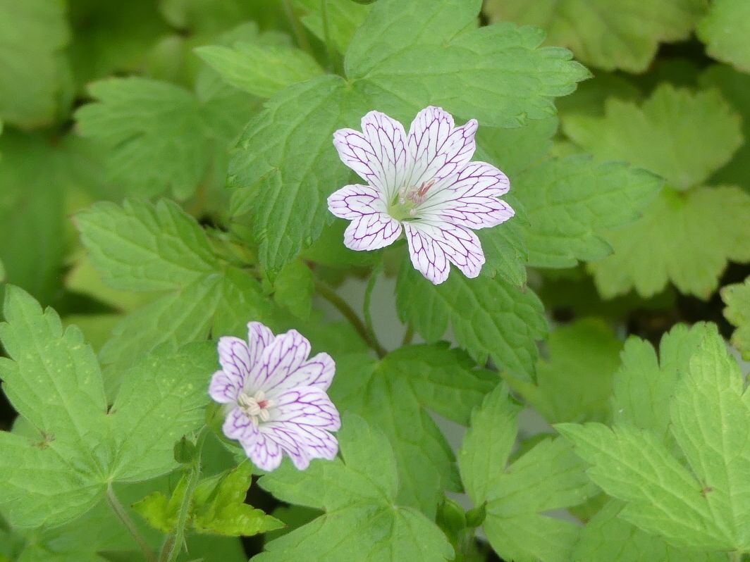 GERANIUM VERSICOLOR une plante vivace du Jardin du Morvan, la pépinière ...