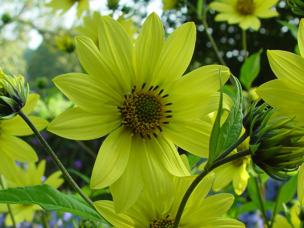 HELIANTHUS 'LEMON QUEEN' une plante vivace du Jardin du morvan, la ...