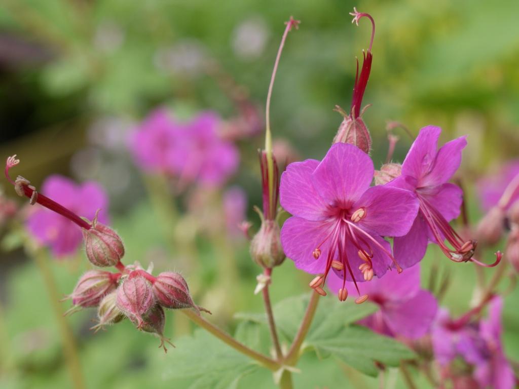GERANIUM MACRORRHIZUM 'CZAKOR' une plante vivace du Jardin du morvan ...