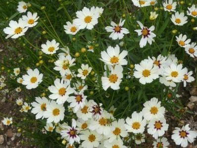 COREOPSIS ‘STAR CLUSTER’ une plante vivace du Jardin du Morvan, la ...