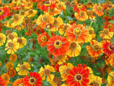 HELENIUM 'FLAMMENDES KÄTHCHEN' une plante vivace du Jardin du morvan ...