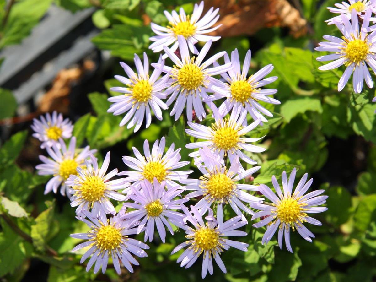 ASTER AGERATOIDES 'ASRAN' une plante vivace du Jardin du Morvan, la ...