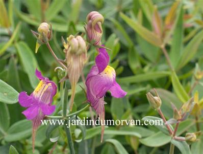 LINARIA TRIORNITHOPHORA