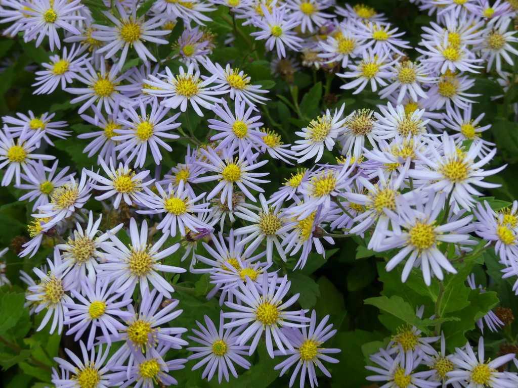 ASTER AGERATOIDES 'ASRAN' une plante vivace du Jardin du Morvan, la ...